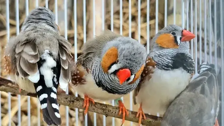 birb..🦖 | Fandom