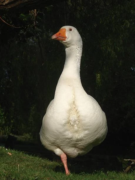 What even should I host? | Fandom