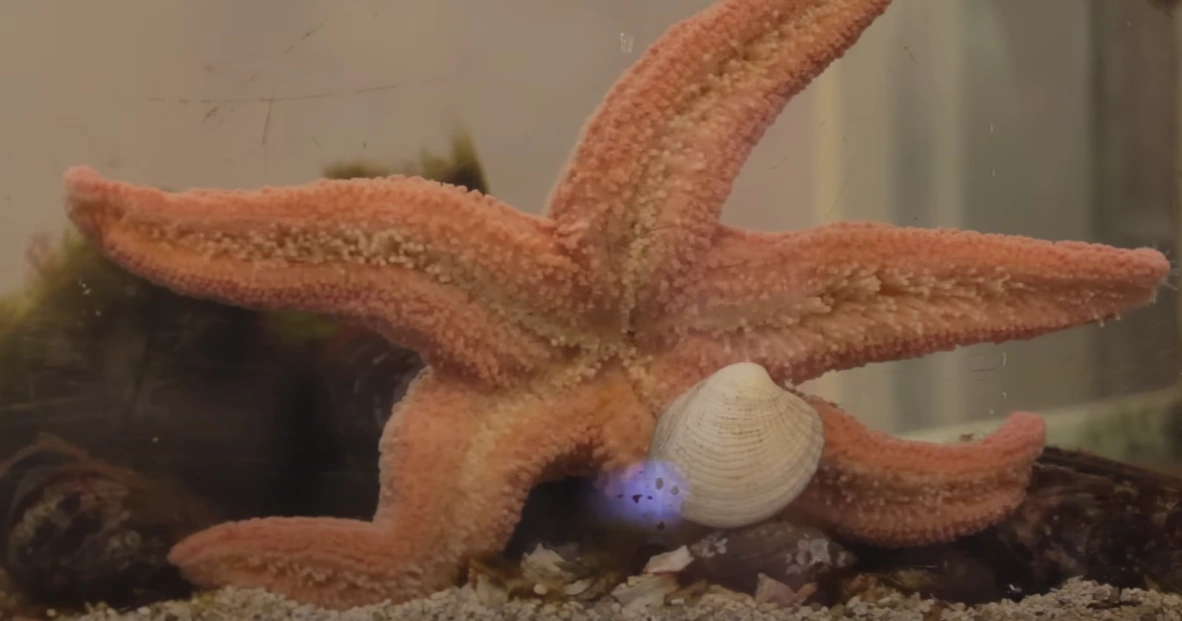 barnacles patrick your tearing that thing up | Fandom