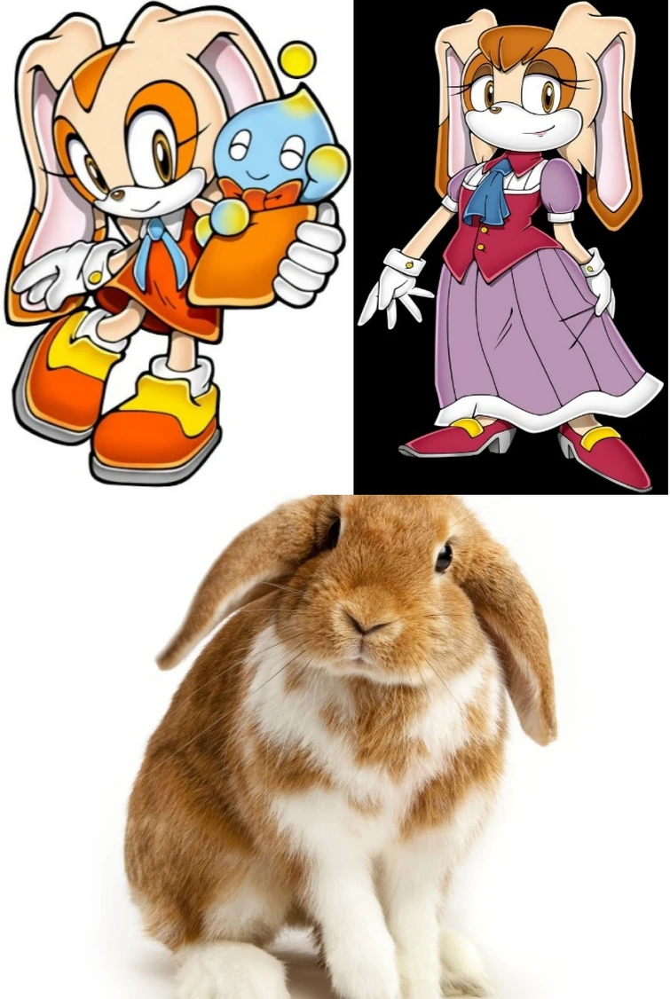 Sonic character Fun Facts | Fandom