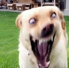 The scary evil dawg | Fandom