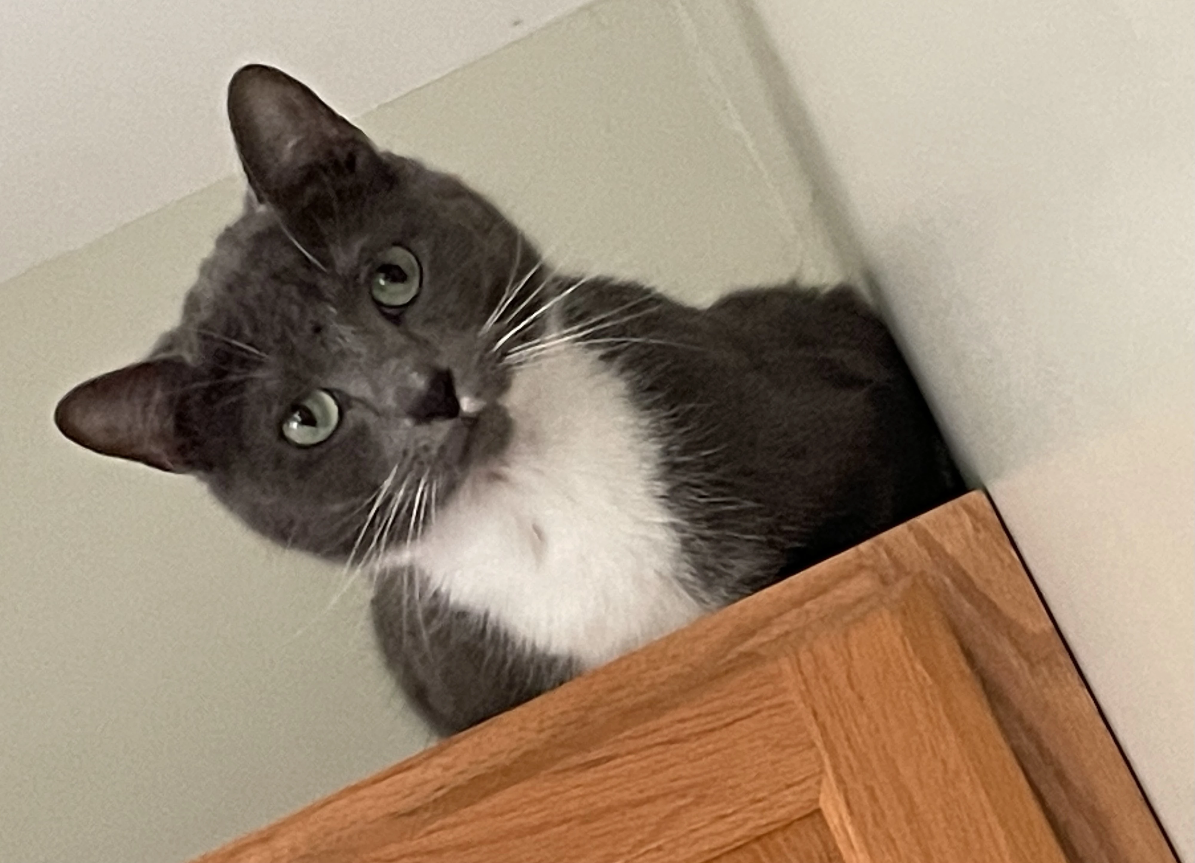 Daily Cat Image #453 | Fandom