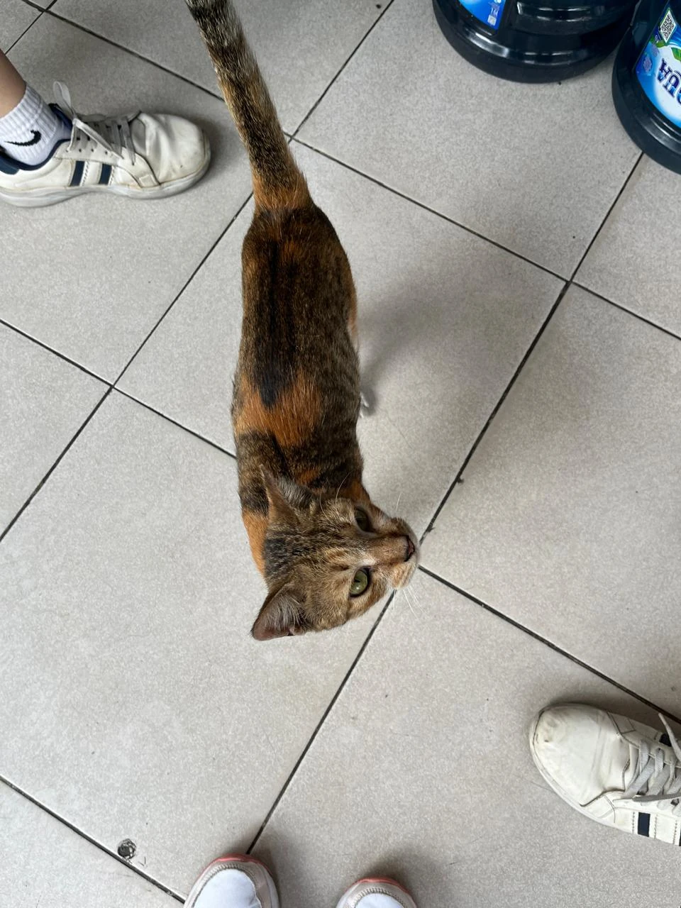 Daily Cat Image #929 | Fandom