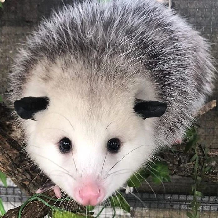 opossum... | Fandom