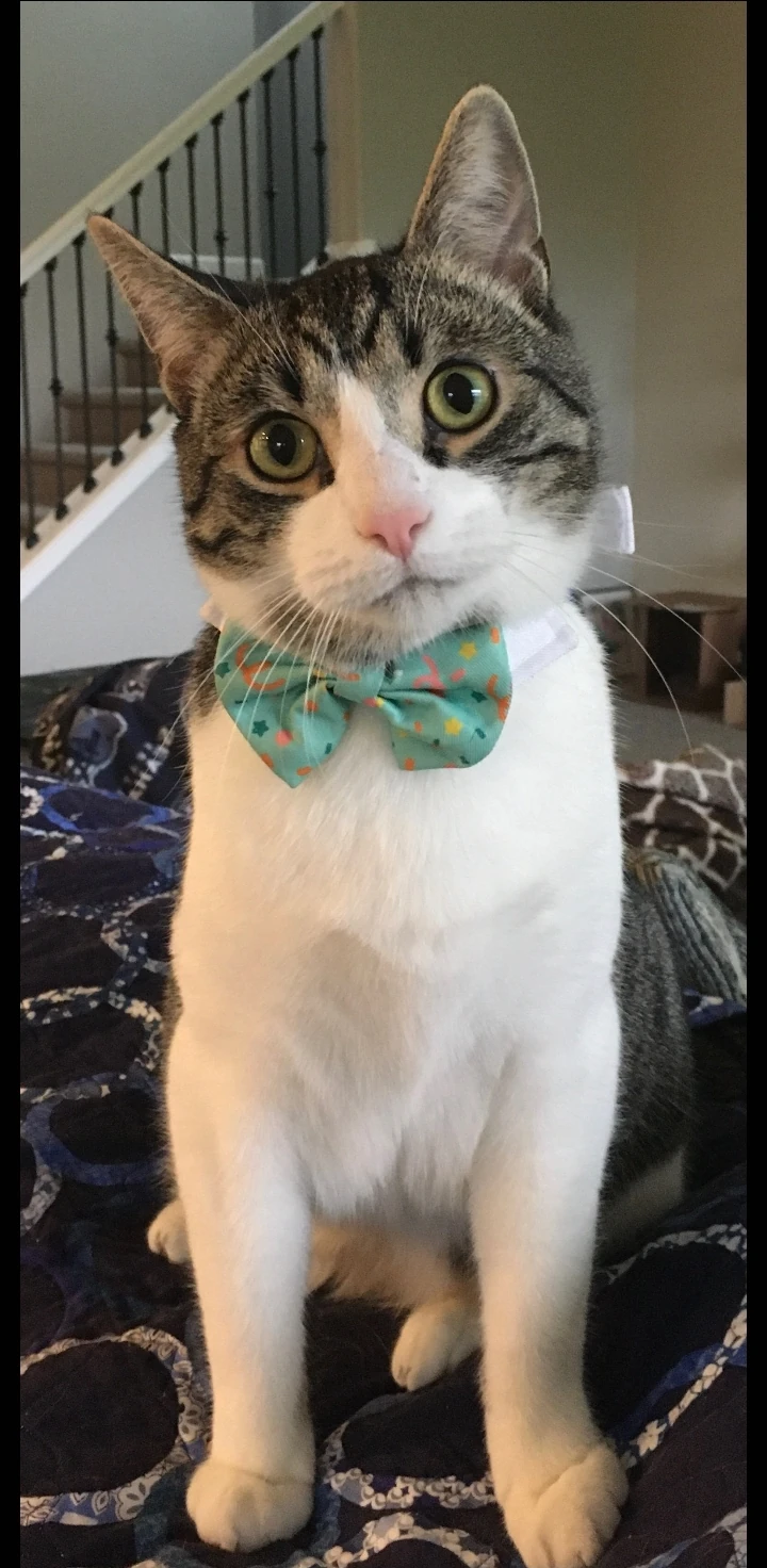 Adopt Raffle! | Fandom