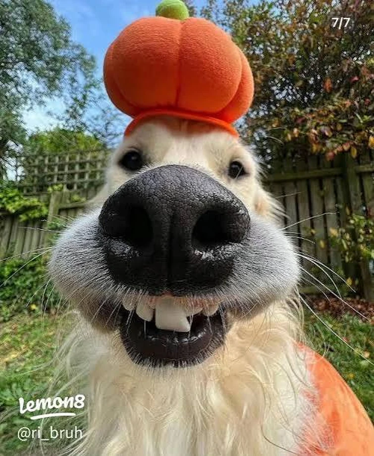 do i change my pfp | Fandom