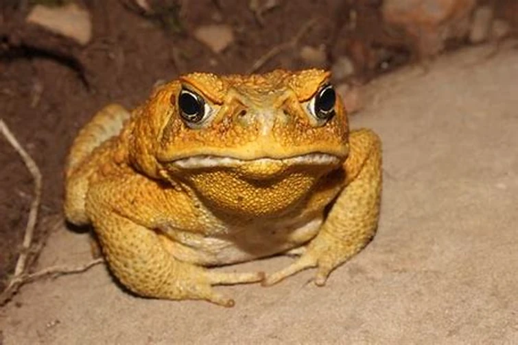 Art dump for ocs I made | Fandom