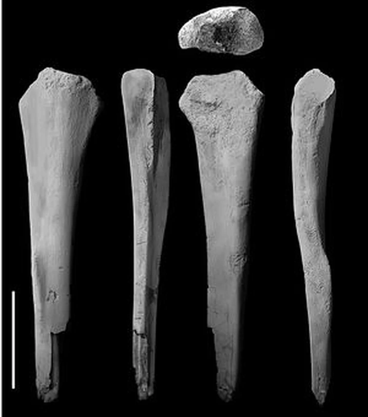 Discuss Everything About Dinopedia | Fandom