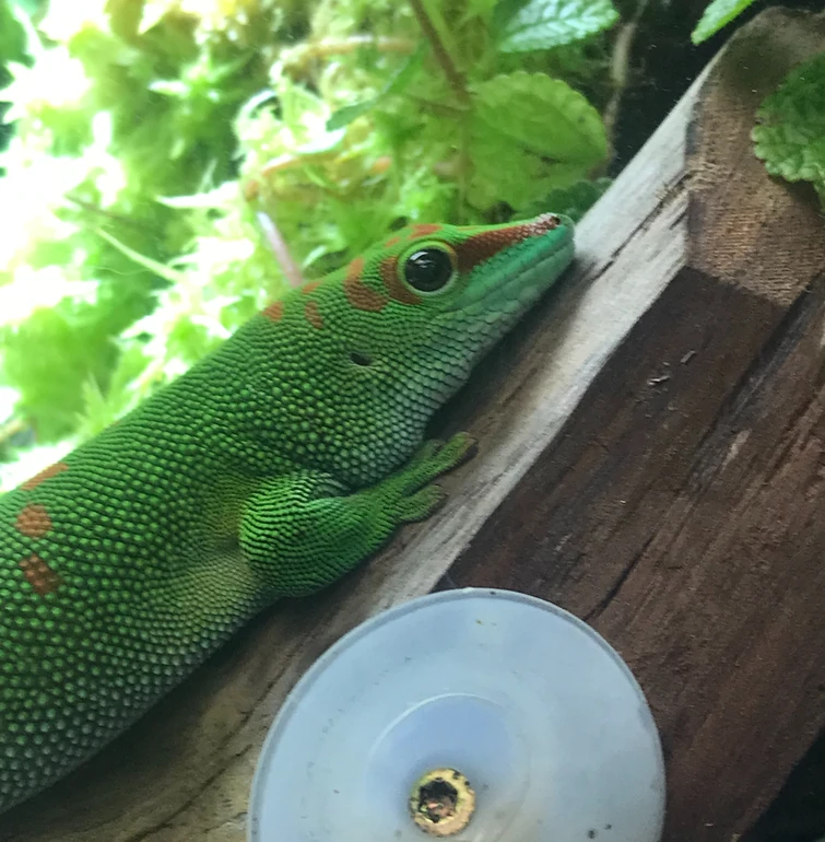 Daily Lizard-Posting (Episode 1) | Fandom