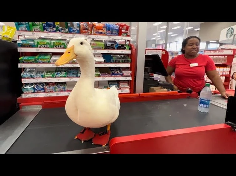 Duck | Fandom