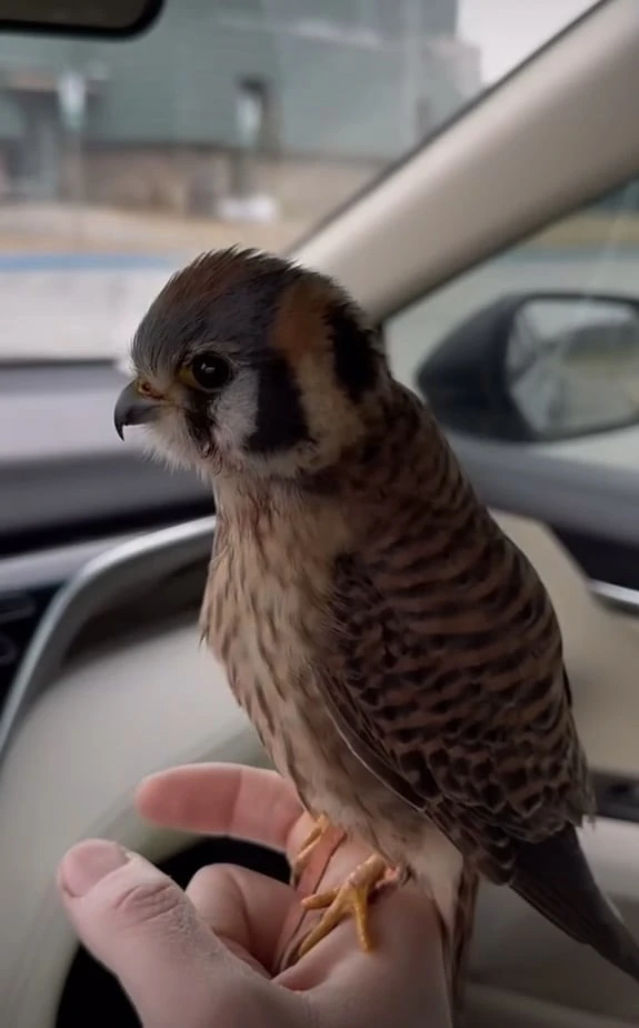 do you guys own a hawk too? | Fandom