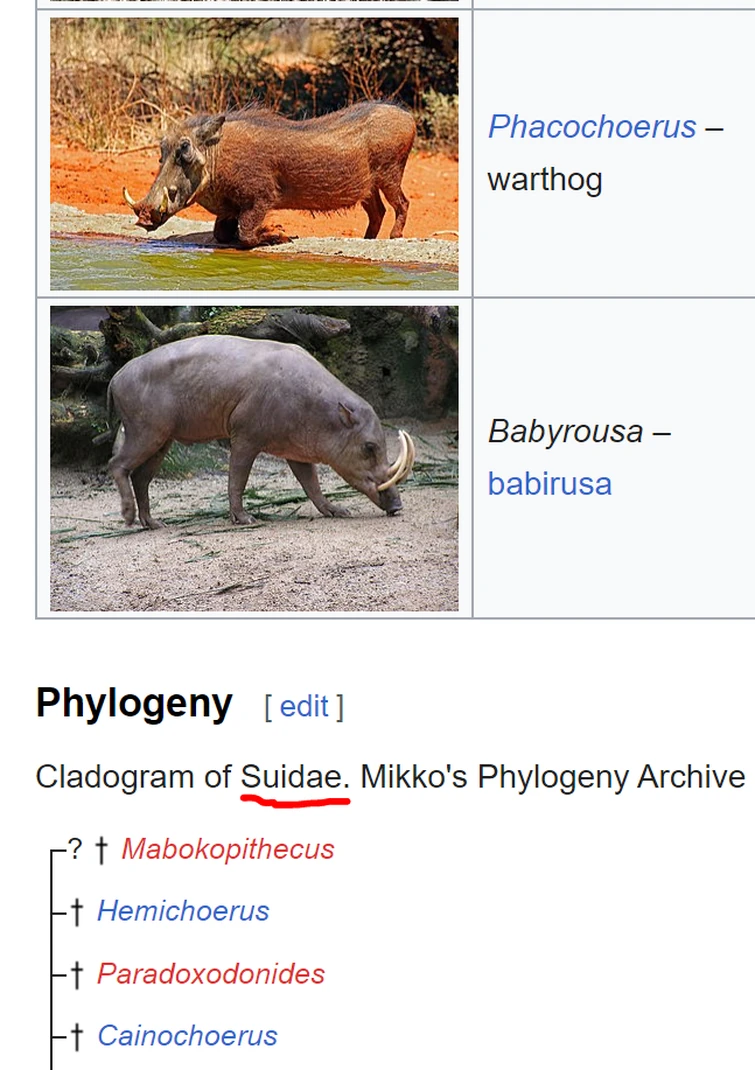 What would the plural of Suidae Piggicus be? | Fandom