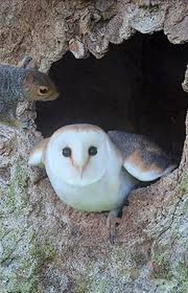 Is it too woke if I go by owl/owlself neopronouns | Fandom