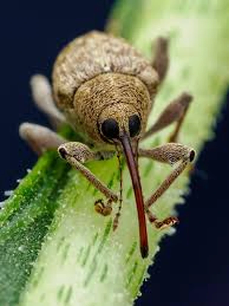 do you want more SCARY bug creatures | Fandom