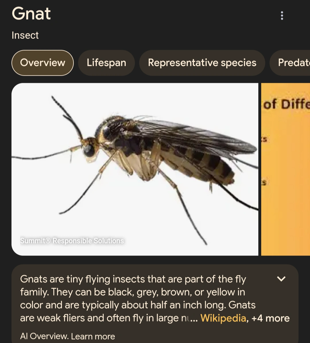 Where tf is the G in gnats when you pronounce it😭😭 | Fandom