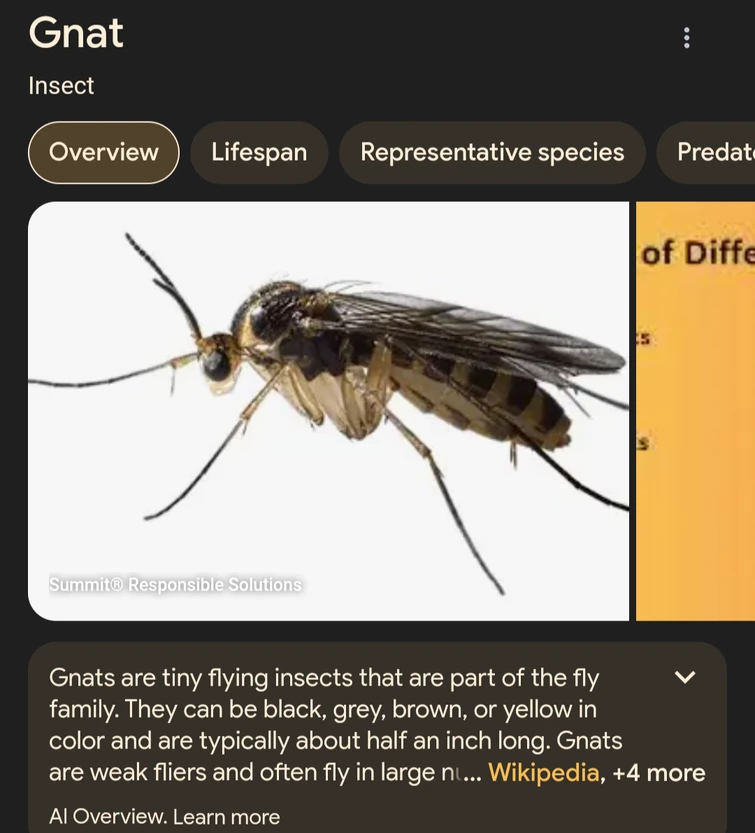 Where tf is the G in gnats when you pronounce it😭😭 | Fandom