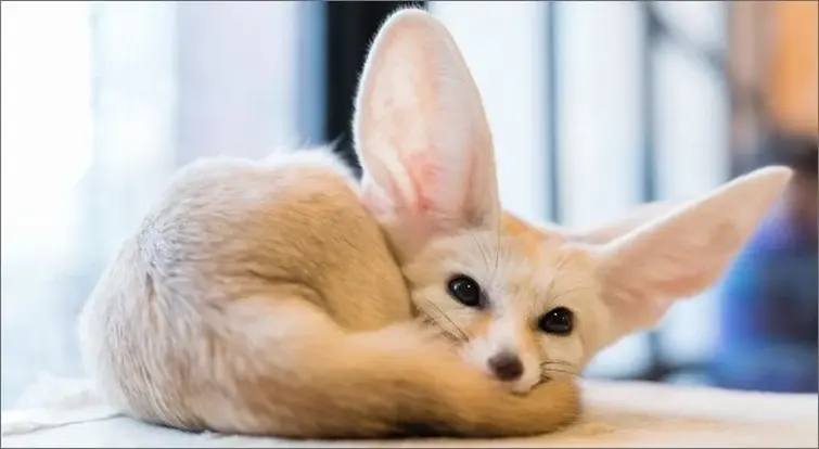 fennec fox | Fandom