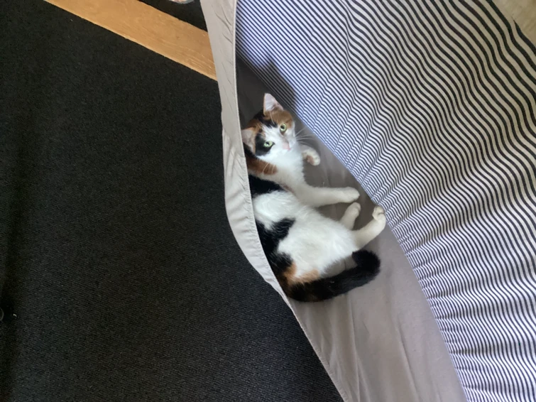 dowatt 💜 | Fandom