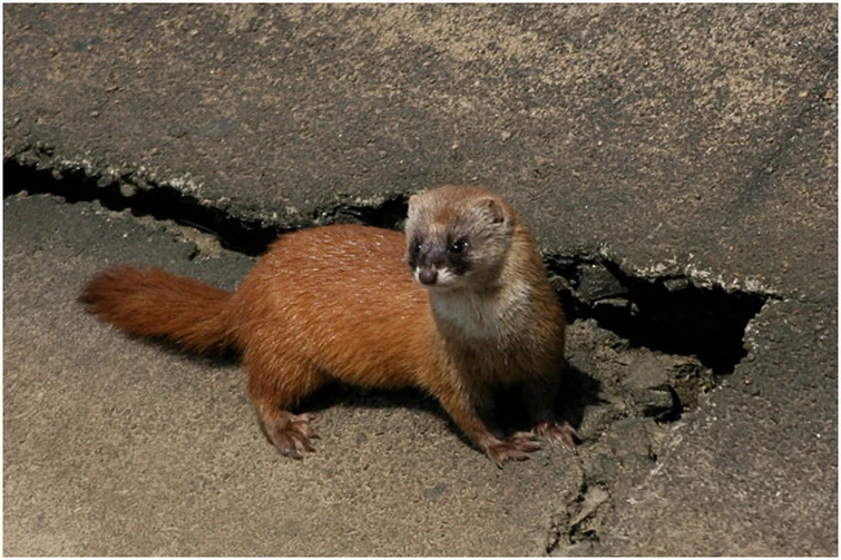 Explanation about the animals that appear in Wonderful Pretty Cure ...