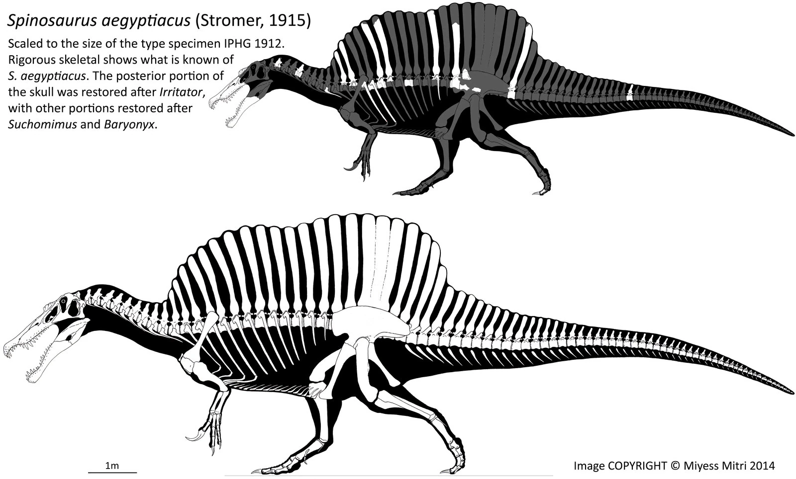 Spinosaurus Aegyptiacus Skeleton