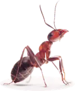 ant | Fandom