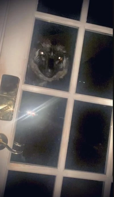 Me whenever CoS adds a new raptor/small theropod like creature | Fandom