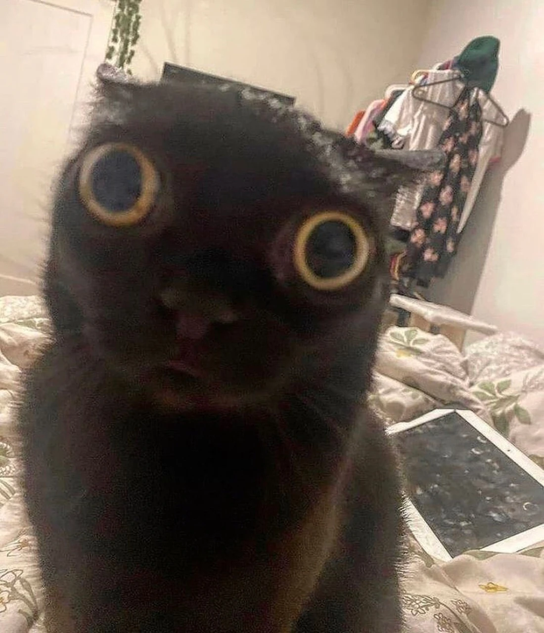 The Night Guard In A Nutshell | Fandom