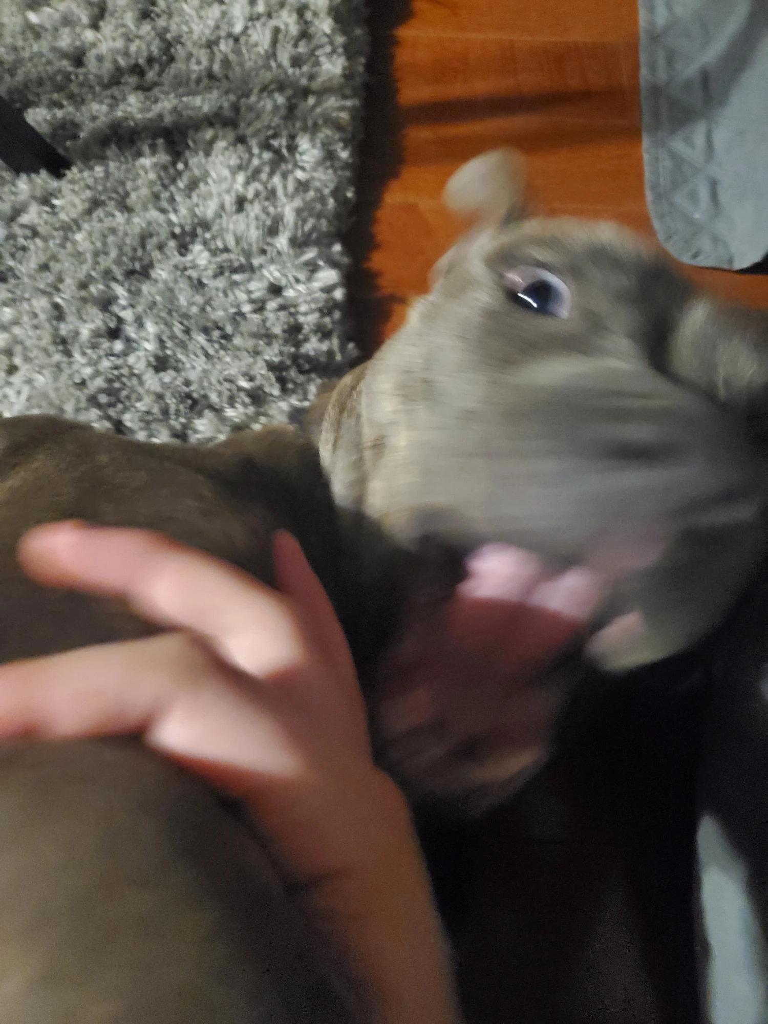 HELP WHAT IS THIS FACE | Fandom
