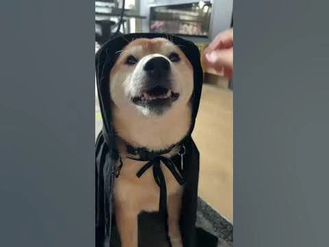 Dog | Fandom