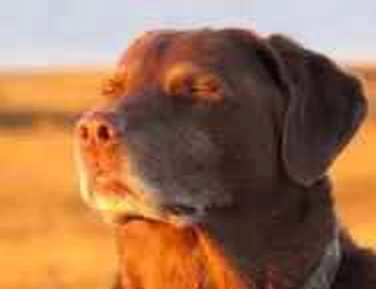 Mequot drawing I made | Fandom