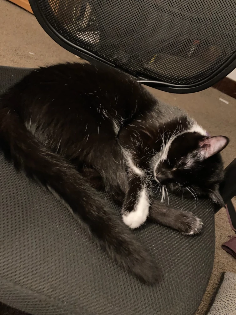 Sleepy kitty,,,, | Fandom