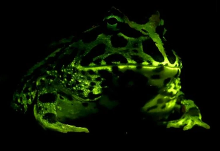 have you seen this frog? | Fandom