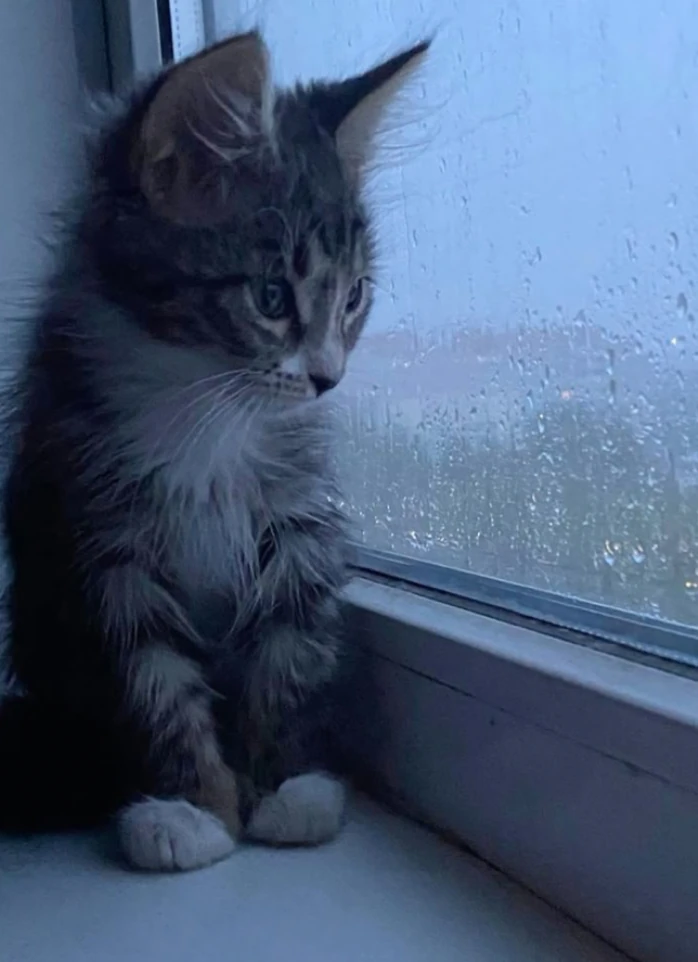 How to do animated pfp | Fandom