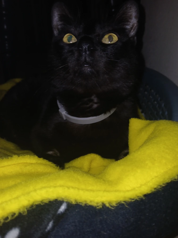 Daily Cat Photo: | Fandom