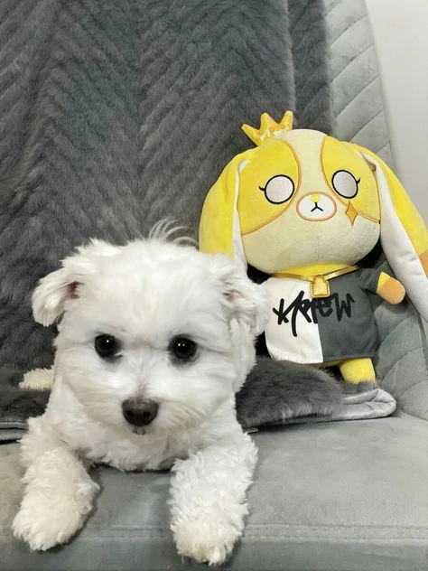 floof | Fandom