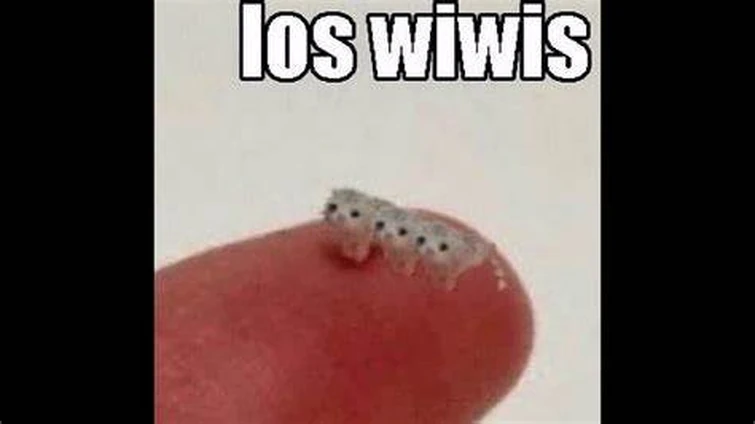 Los wiwis | Fandom