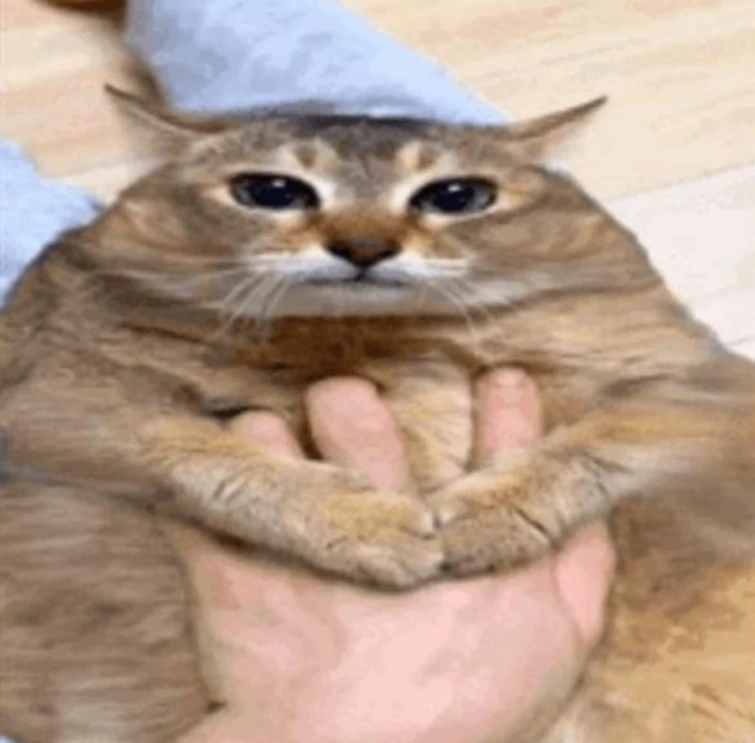 Cuter gourmet pet | Fandom