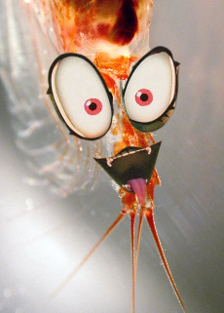 Melancholy Krill | Fandom