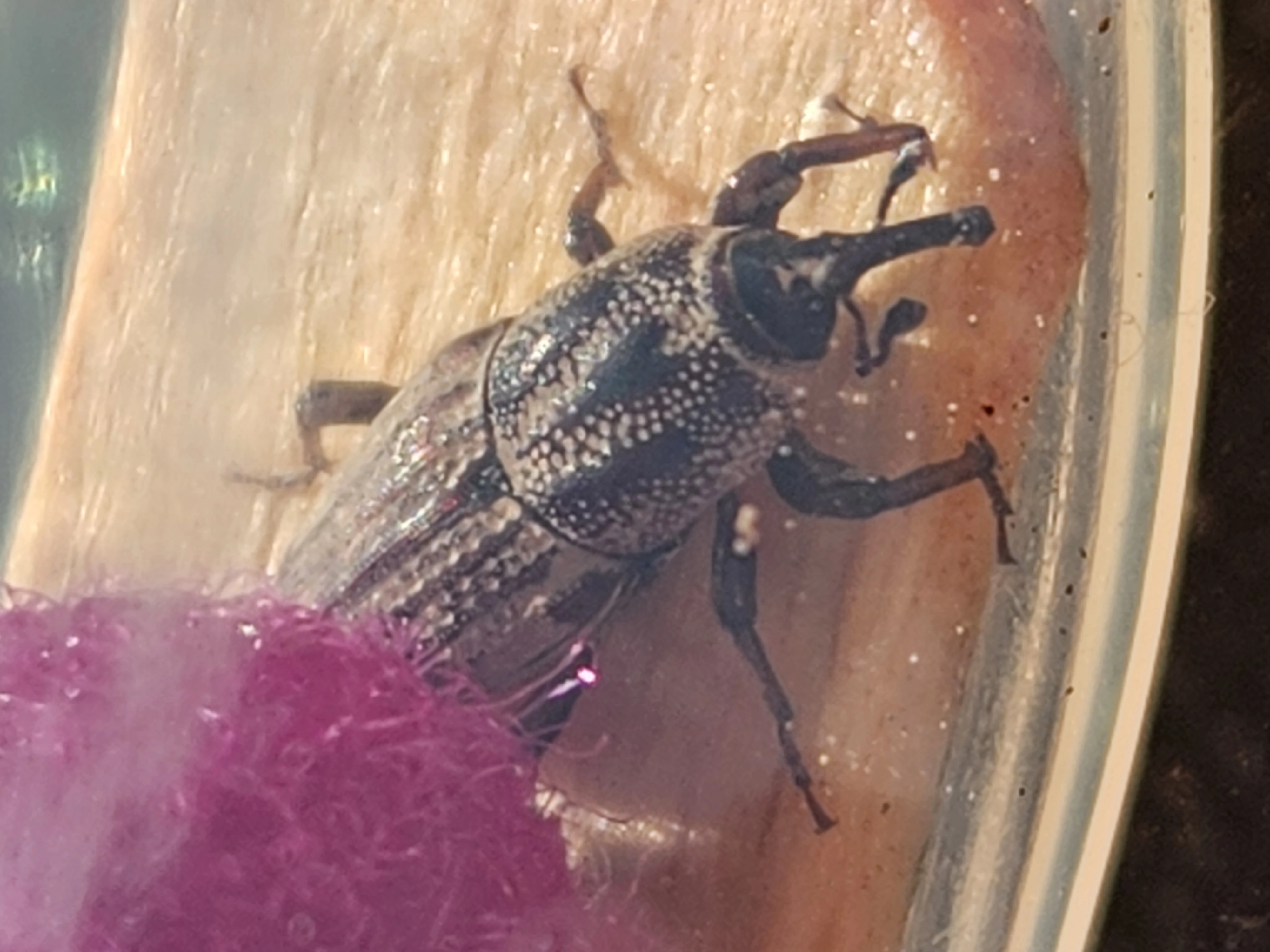 This is a bug | Fandom