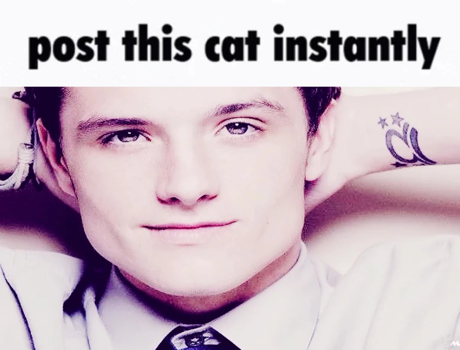 post this cat instantly | Fandom
