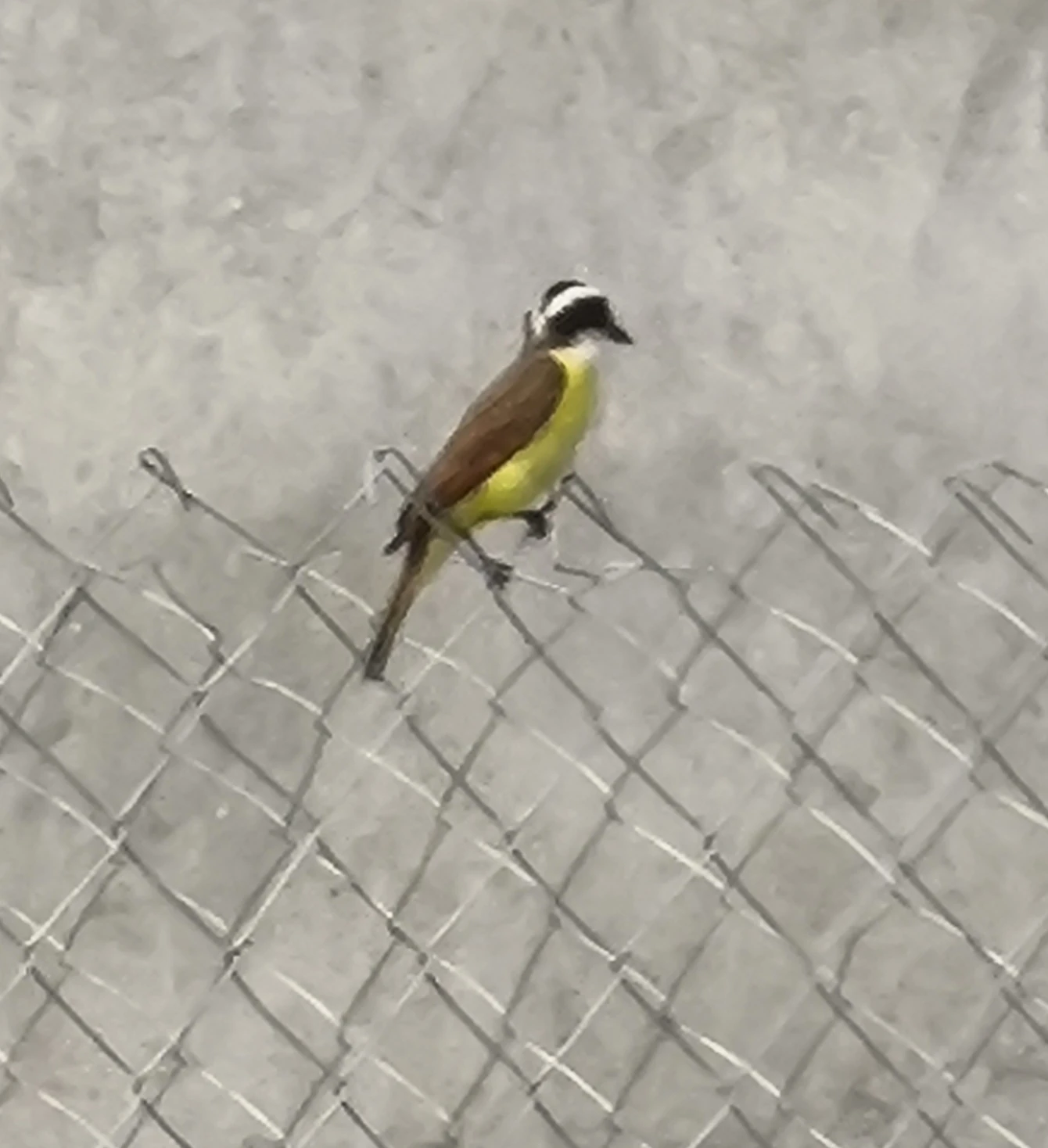 Birb!!!!🐦🐦🐦🐦 | Fandom