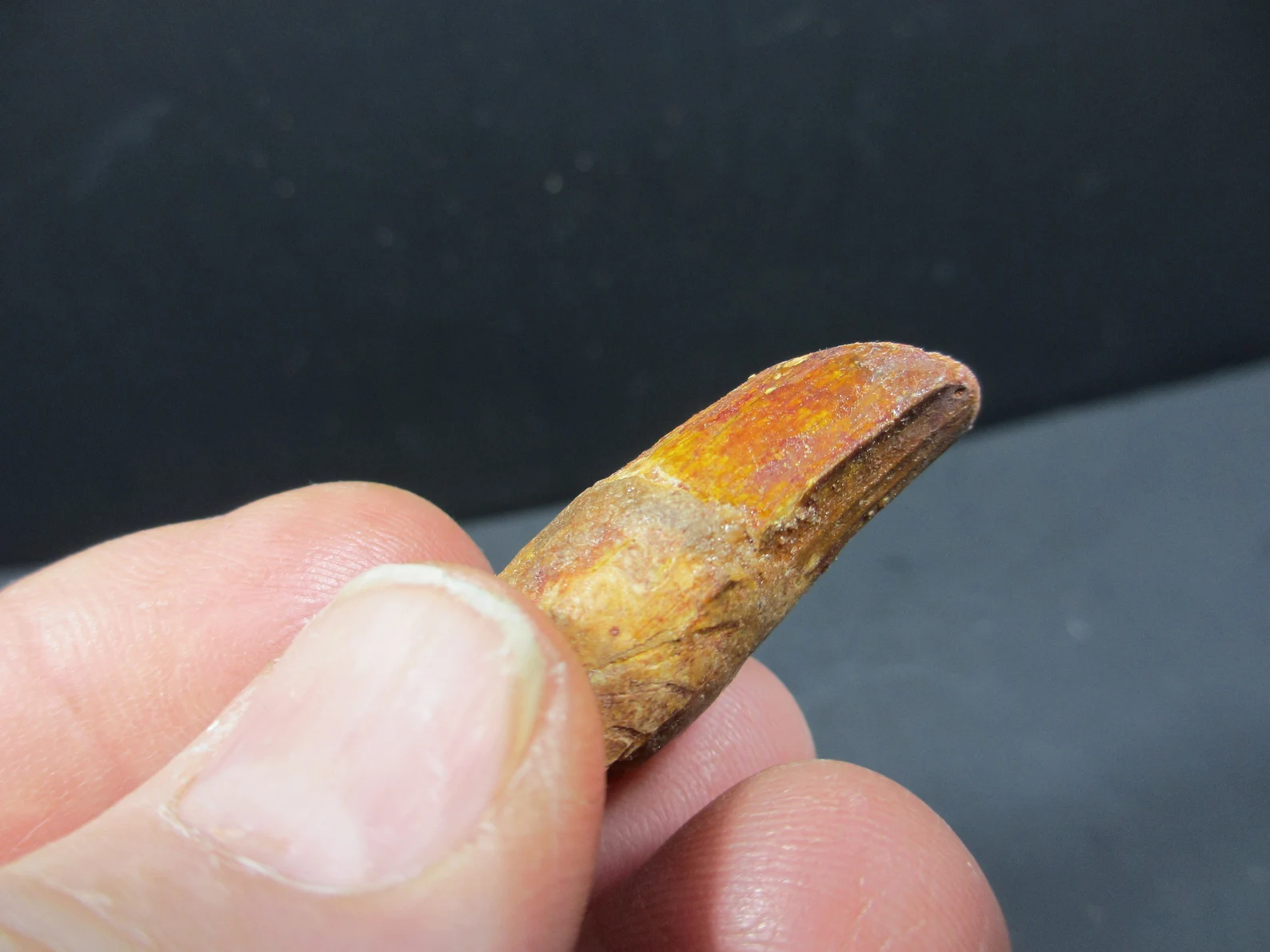 Spinosaurus teeth | Fandom