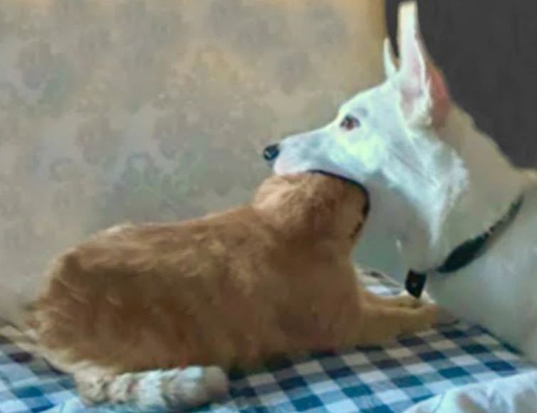 Stupid idea - act like GD was an old console game and track its games ...