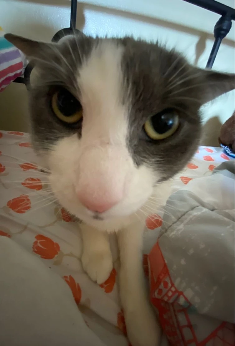 "Proof trios don't work" | Fandom