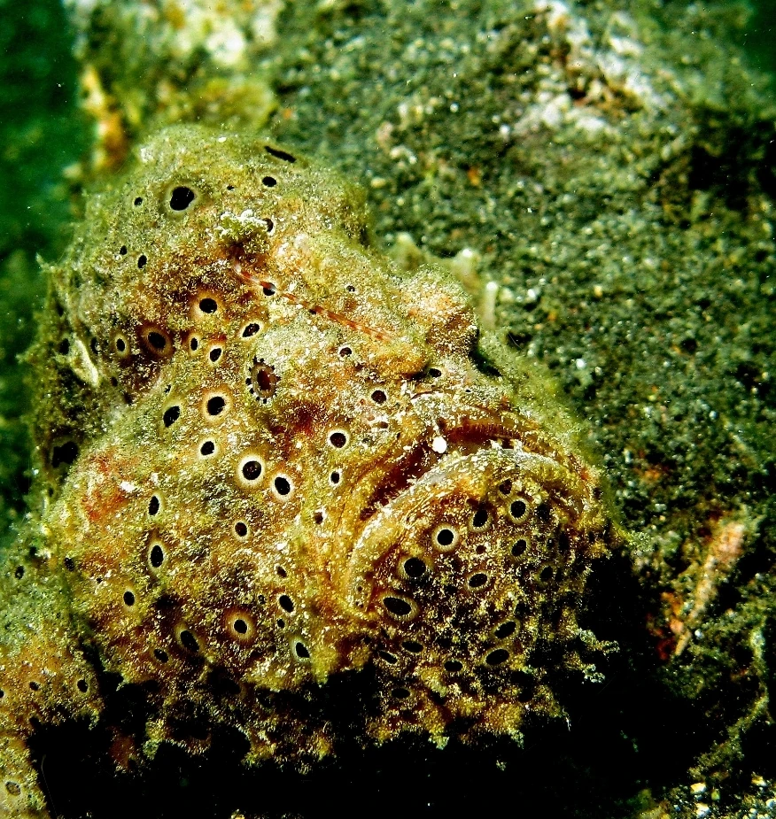 What would happen if you tried domesticating a Felifaux ? | Fandom