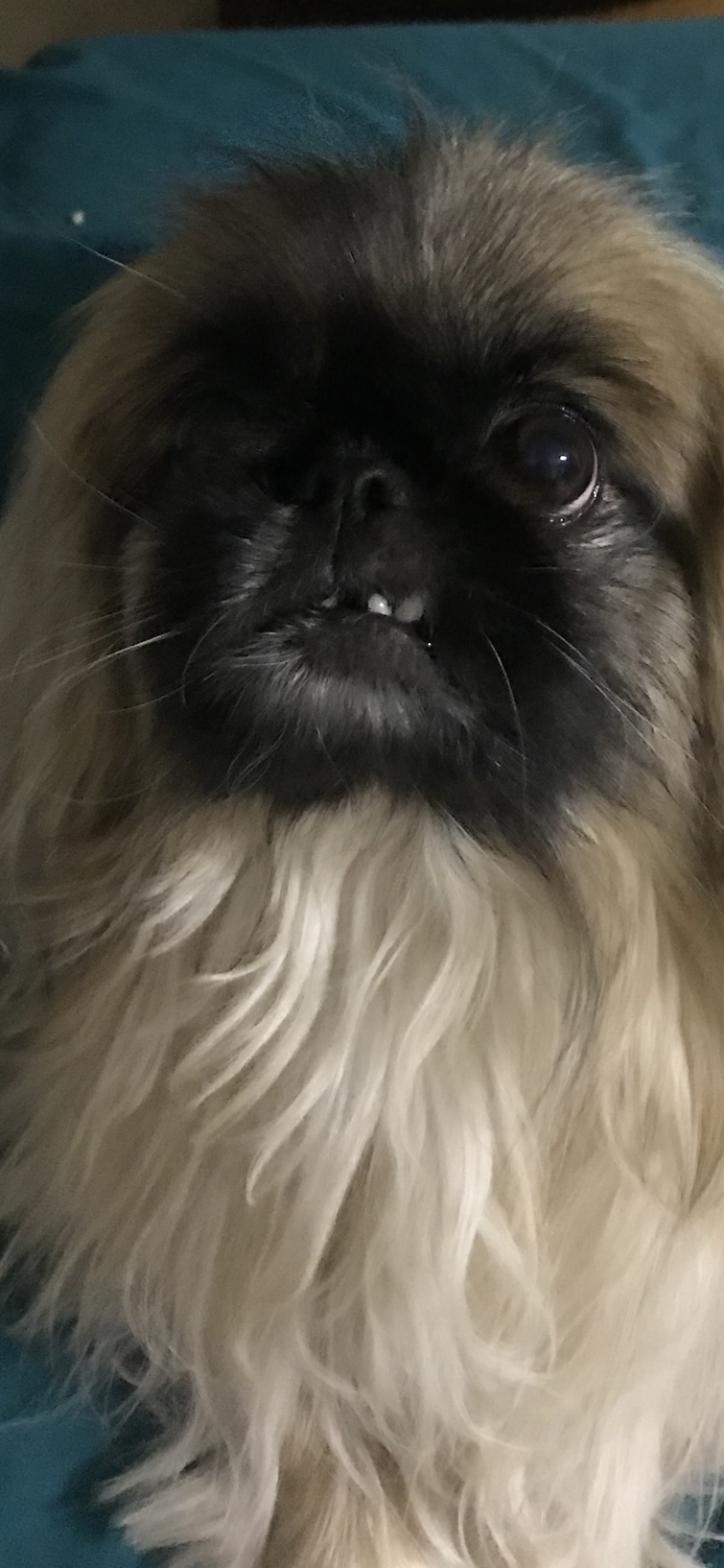 What Breed Is Chewie Dog