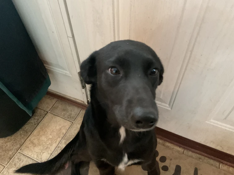 Rate gabby the puppy out of 10 | Fandom