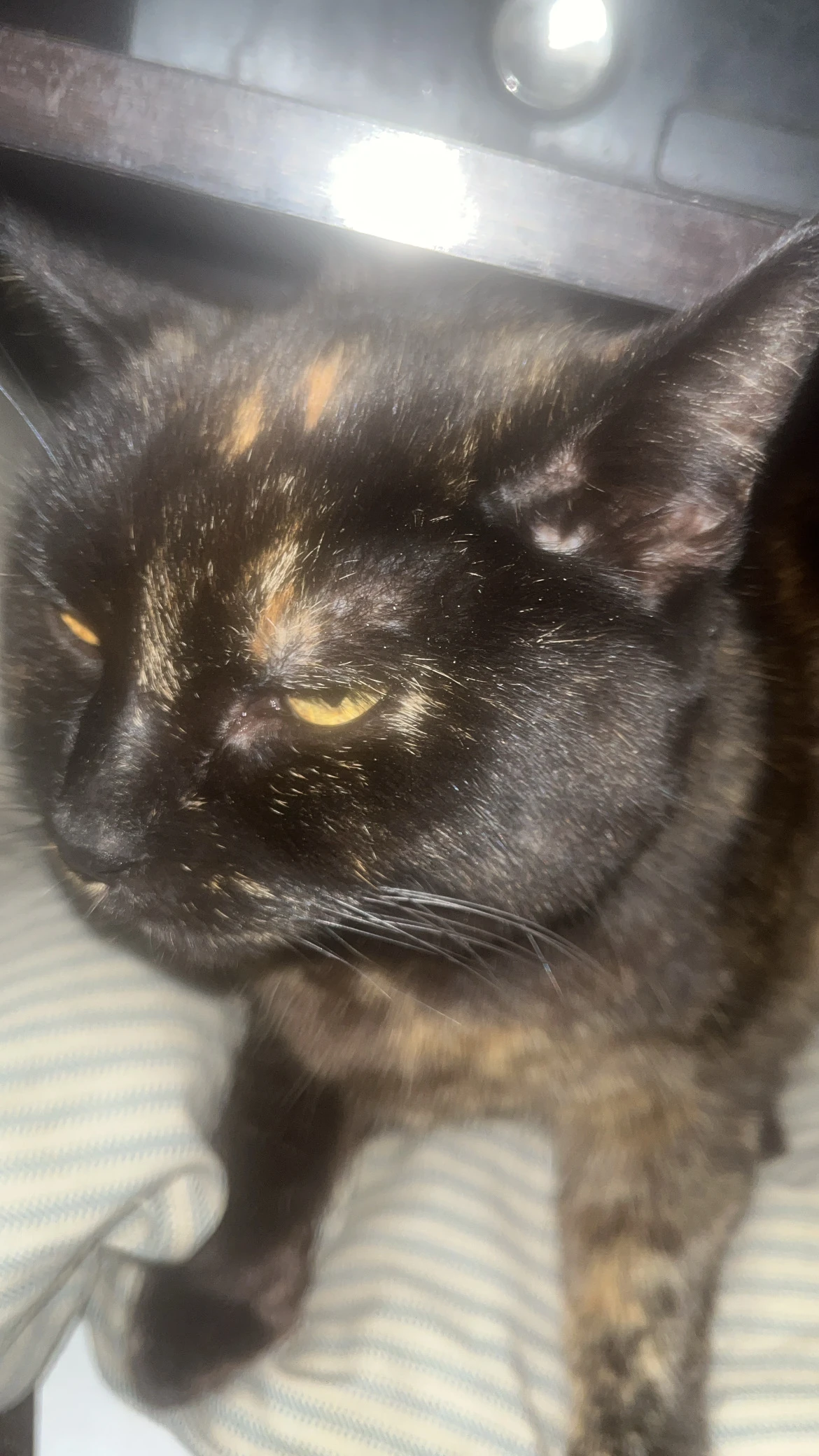 wild beast caught laying on a pillow | Fandom