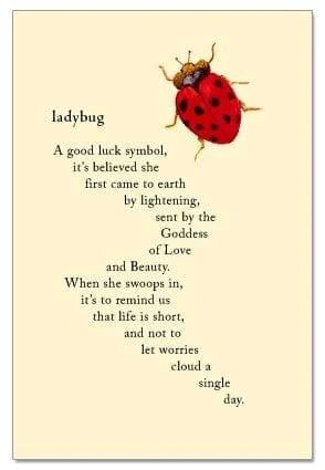 🐞🐞🐞Ladybugs🐞🐞🐞 | Fandom