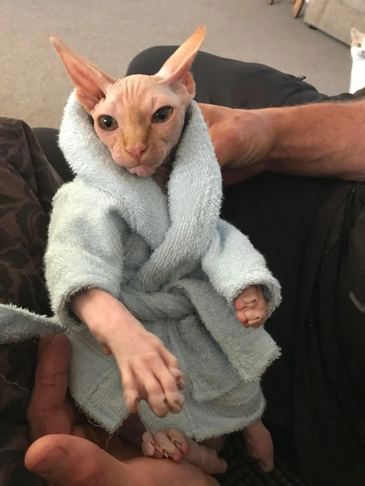 Fabulous little gremlin | Fandom